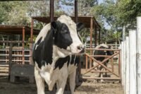 Terapia da Vaca Seca: O que é, por que é importante e como secar uma ...